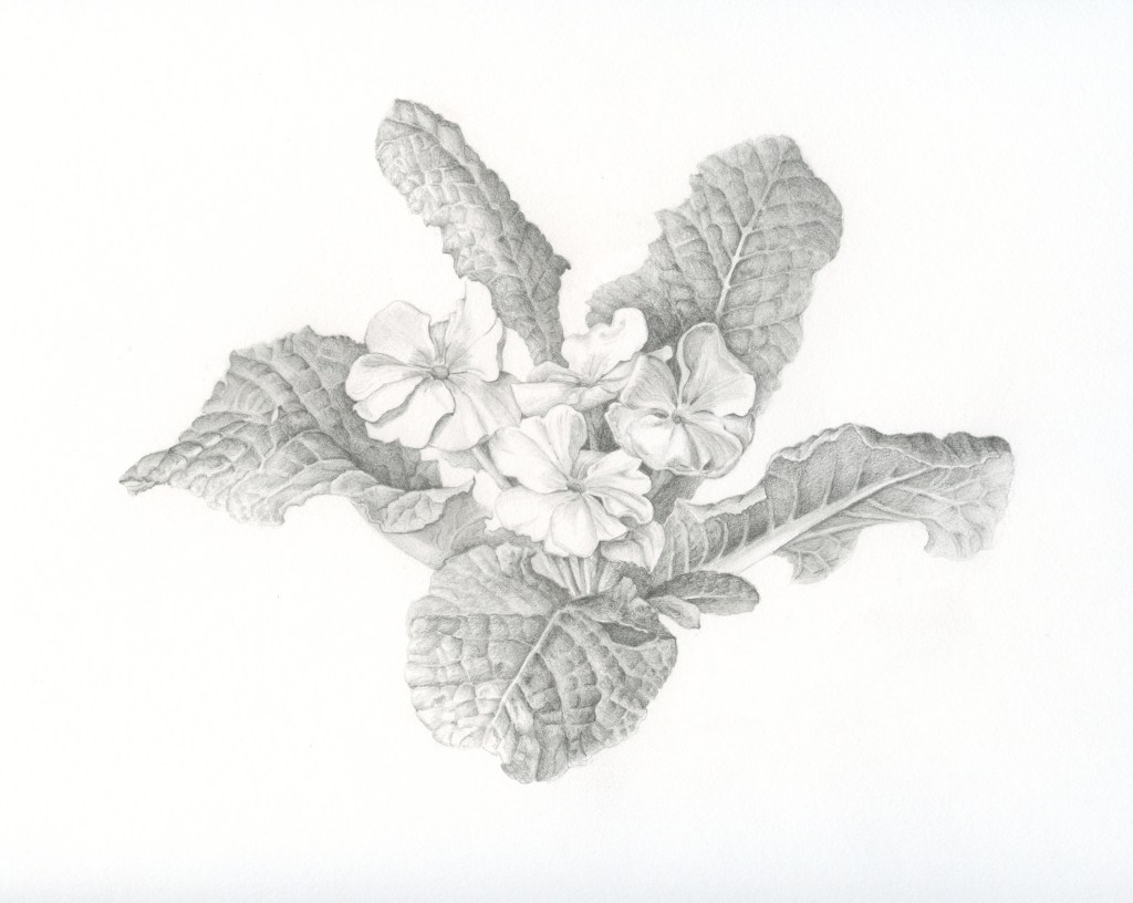 Charcoal, Graphite, Pastel – Susan Sapanara